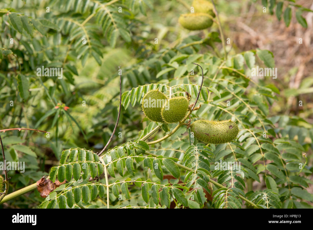Florida trees with pods Stock Photo - Alamy