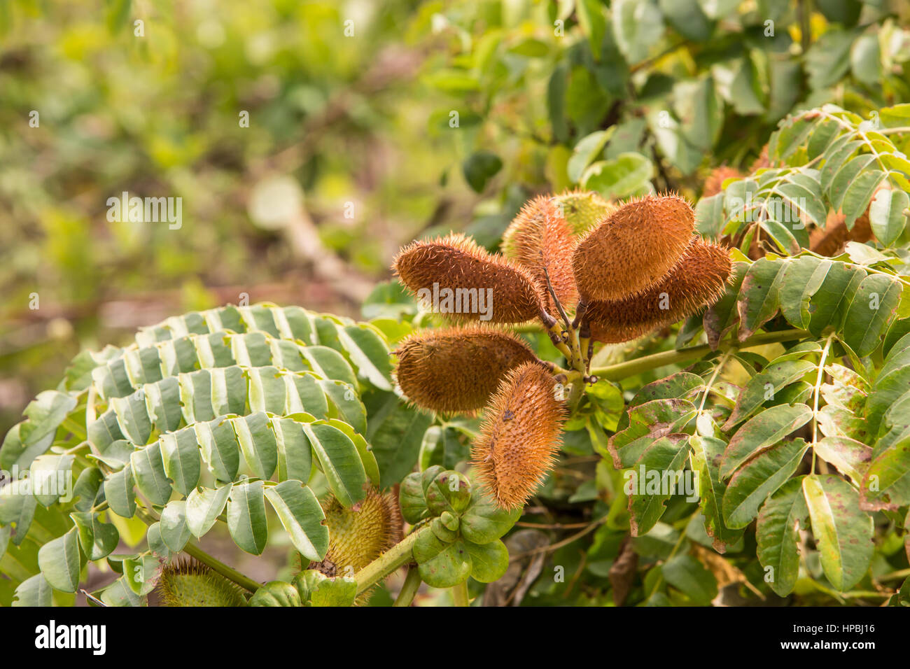 Florida trees with pods Stock Photo - Alamy
