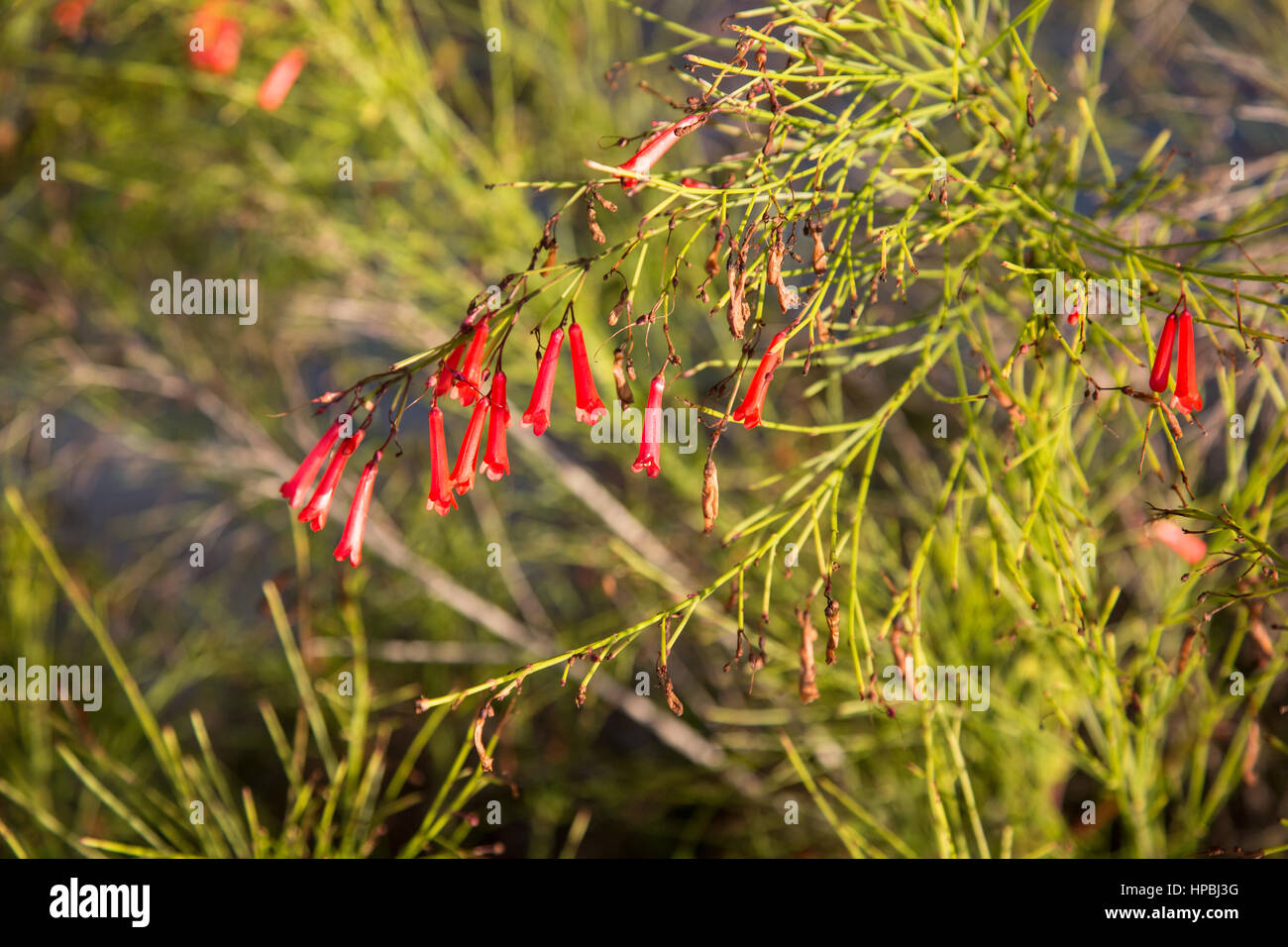 Red Firecracker or red bell bush from Florida Stock Photo - Alamy