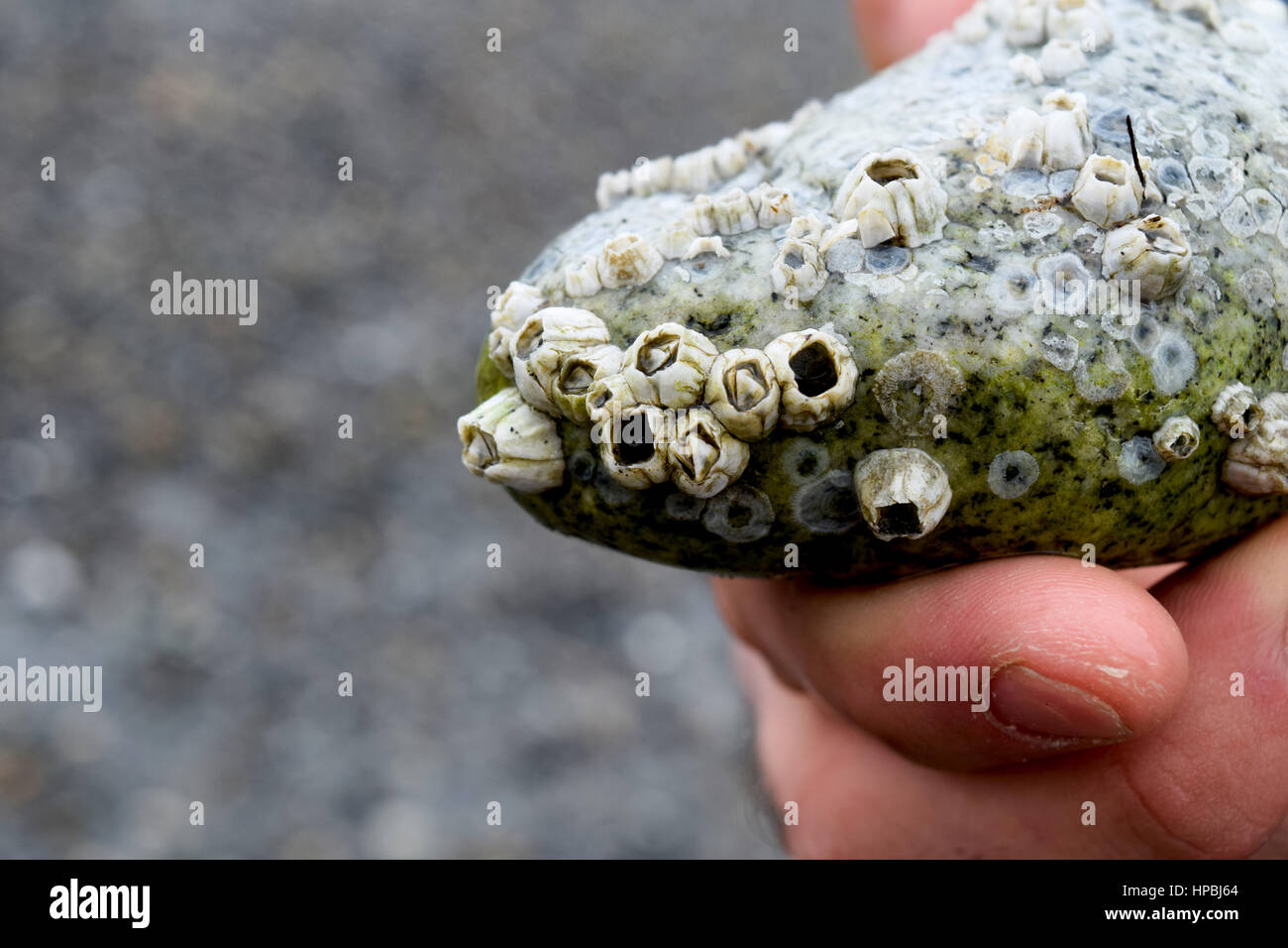 Ocean parasite hi-res stock photography and images - Alamy
