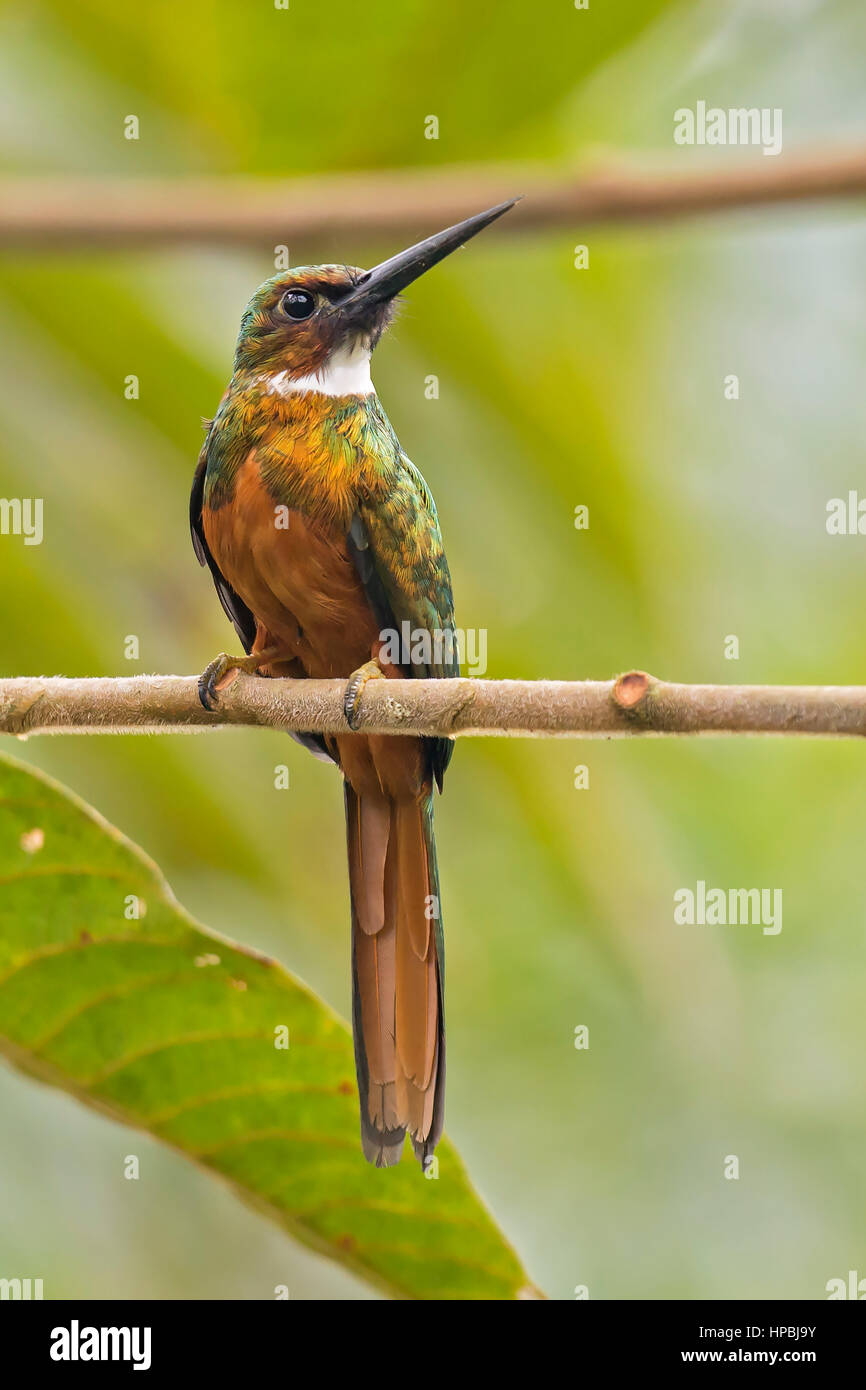 Rufous-tailed Jacamar (Galbula ruficauda), Ecuador Stock Photo - Alamy