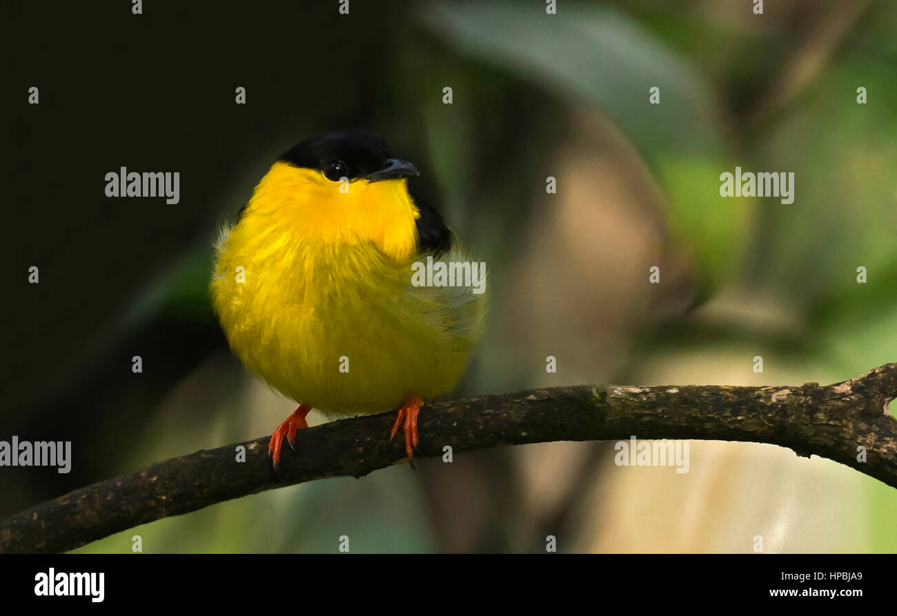 Golden-collared Manakin (Manacus vitellinus), Cali, Valle del Cauca ...