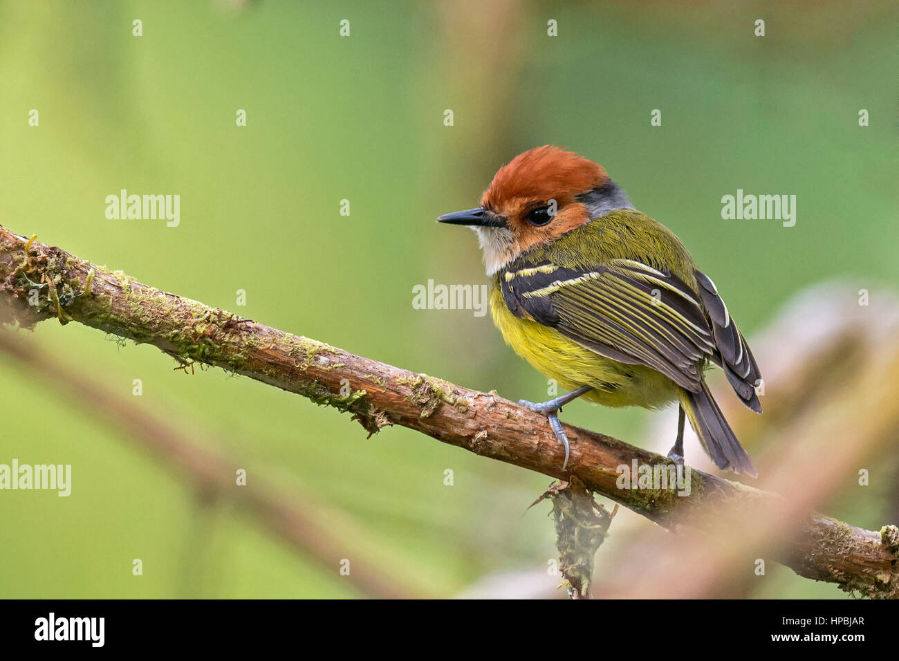 Cabanas de san isidro hi-res stock photography and images - Alamy