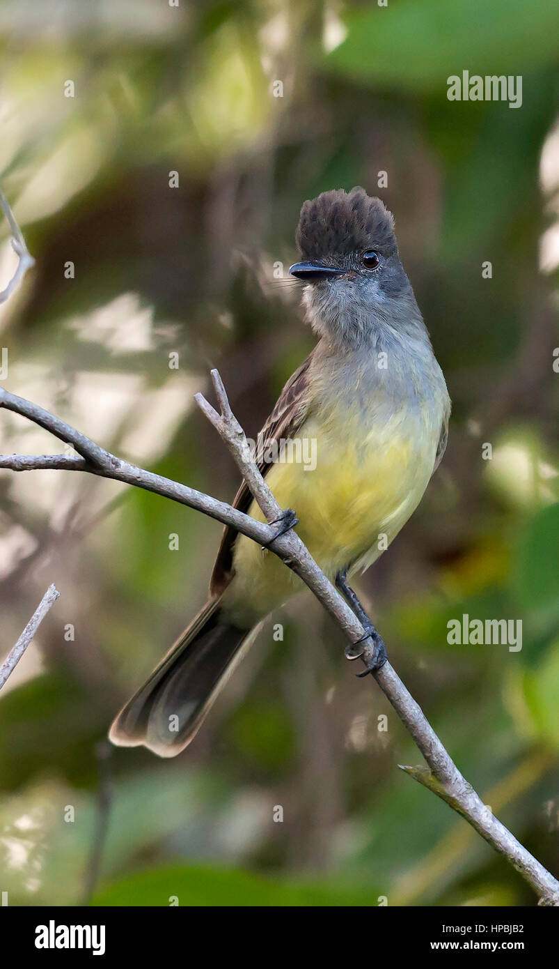 Apical Flycatcher (Myiarchus apicalis), Cali, VAlle del Cauca Stock ...
