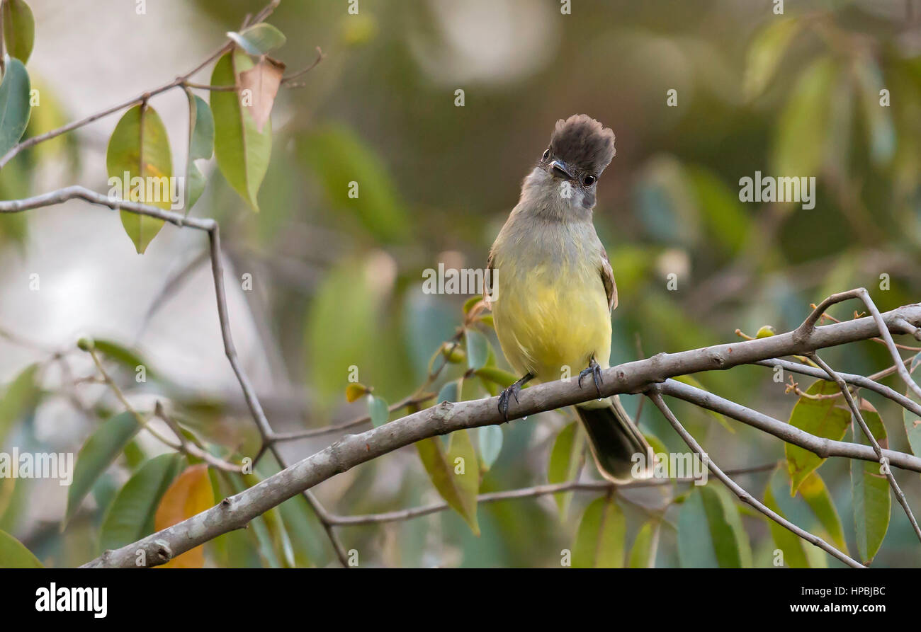 Apical flycatcher hi-res stock photography and images - Alamy