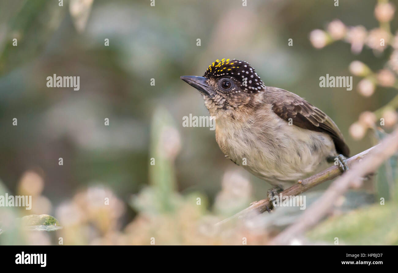 Grayish Piculet (Picumnus granadensis) male, Cali, Valle del Cauca ...
