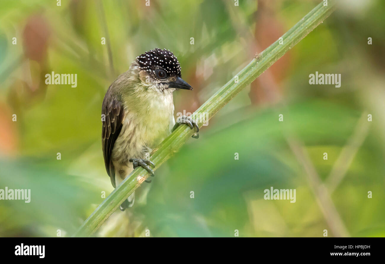 Grayish Piculet (Picumnus granadensis) female, Cali, Valle del Cauca ...