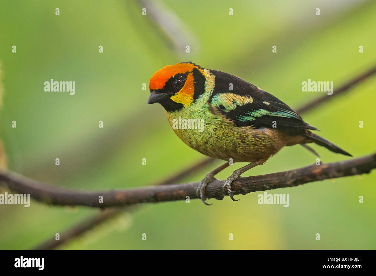 Flame faced tanager colombia hi-res stock photography and images - Alamy