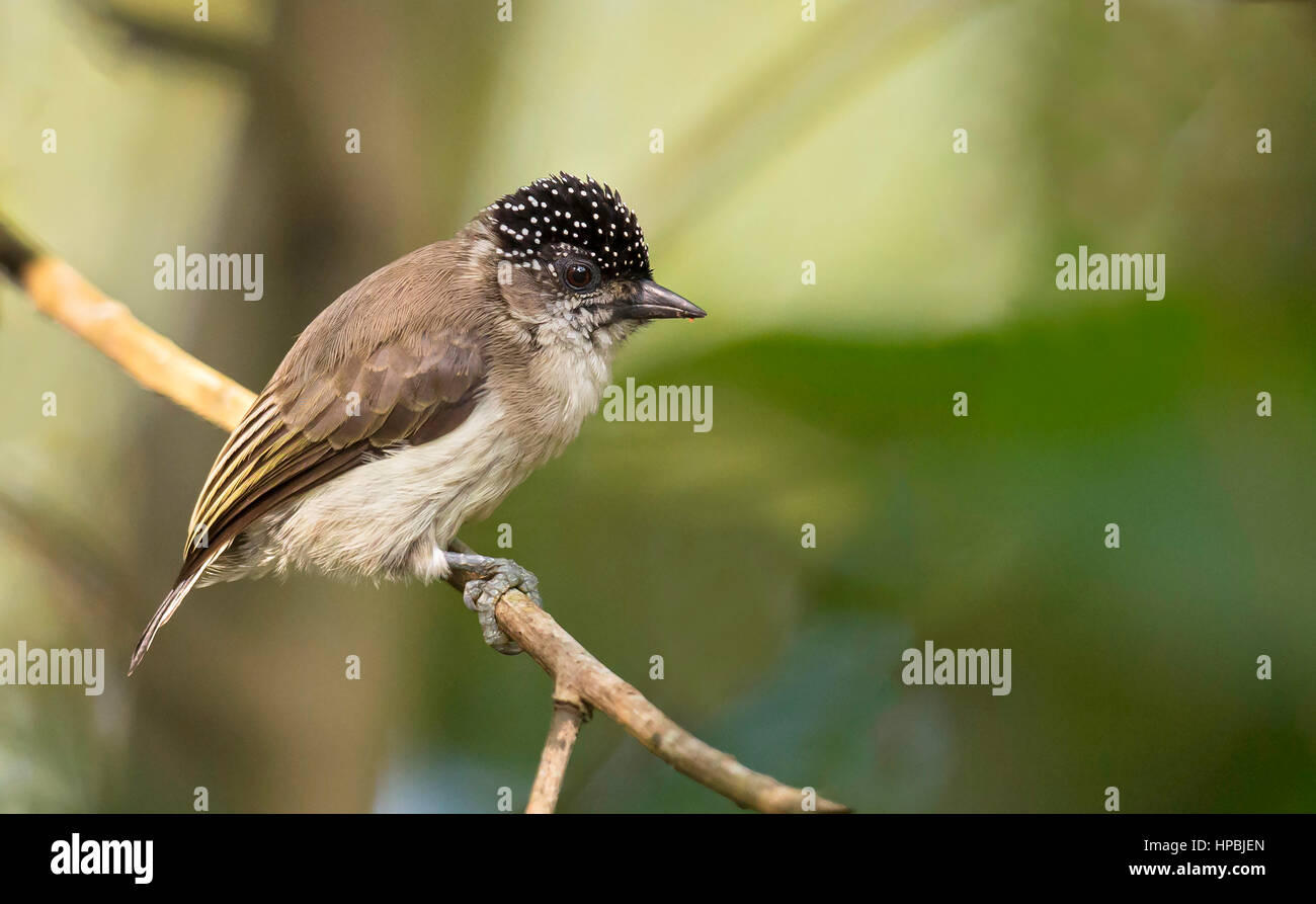 Grayish Piculet (Picumnus granadensis) female, Cali, Valle del Cauca ...