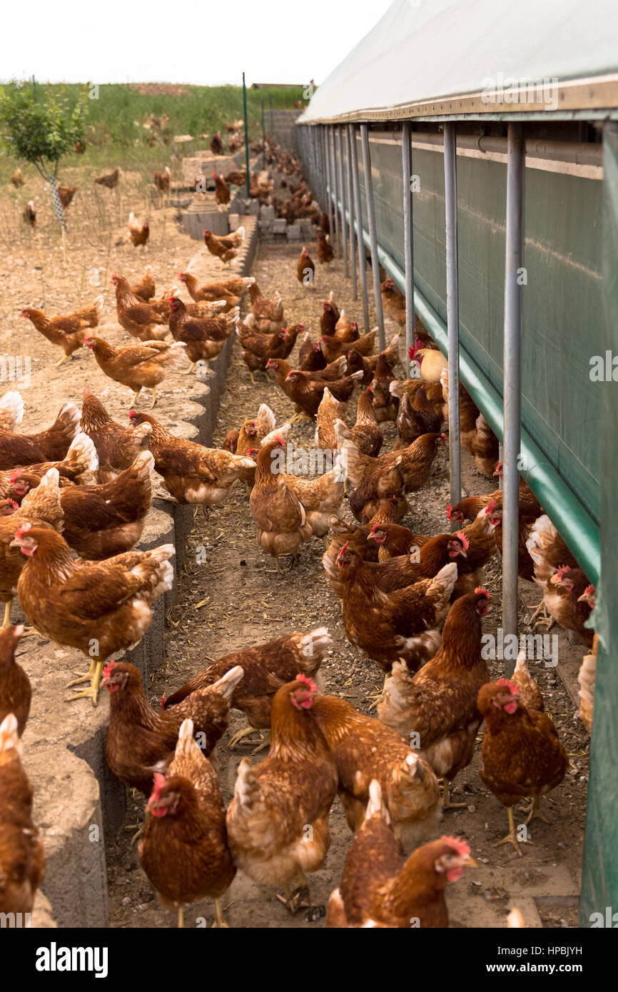 portrait of chicken in a typical free range poultry organic farming ...