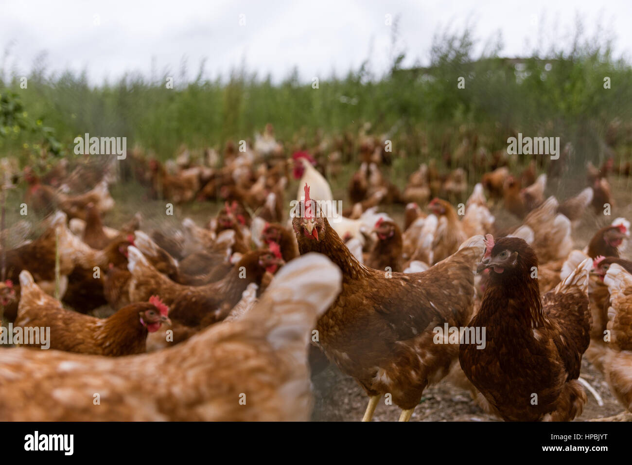 portrait of chicken in a typical free range poultry organic farming ...