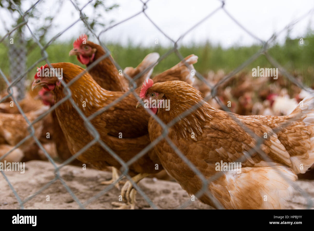 portrait of chicken in a typical free range poultry organic farming ...