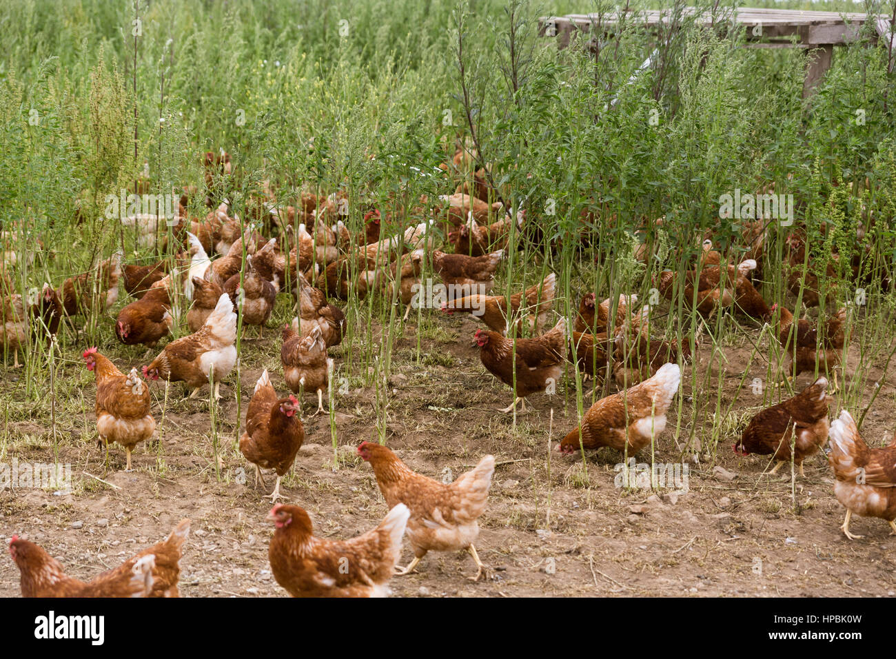 portrait of chicken in a typical free range poultry organic farming ...