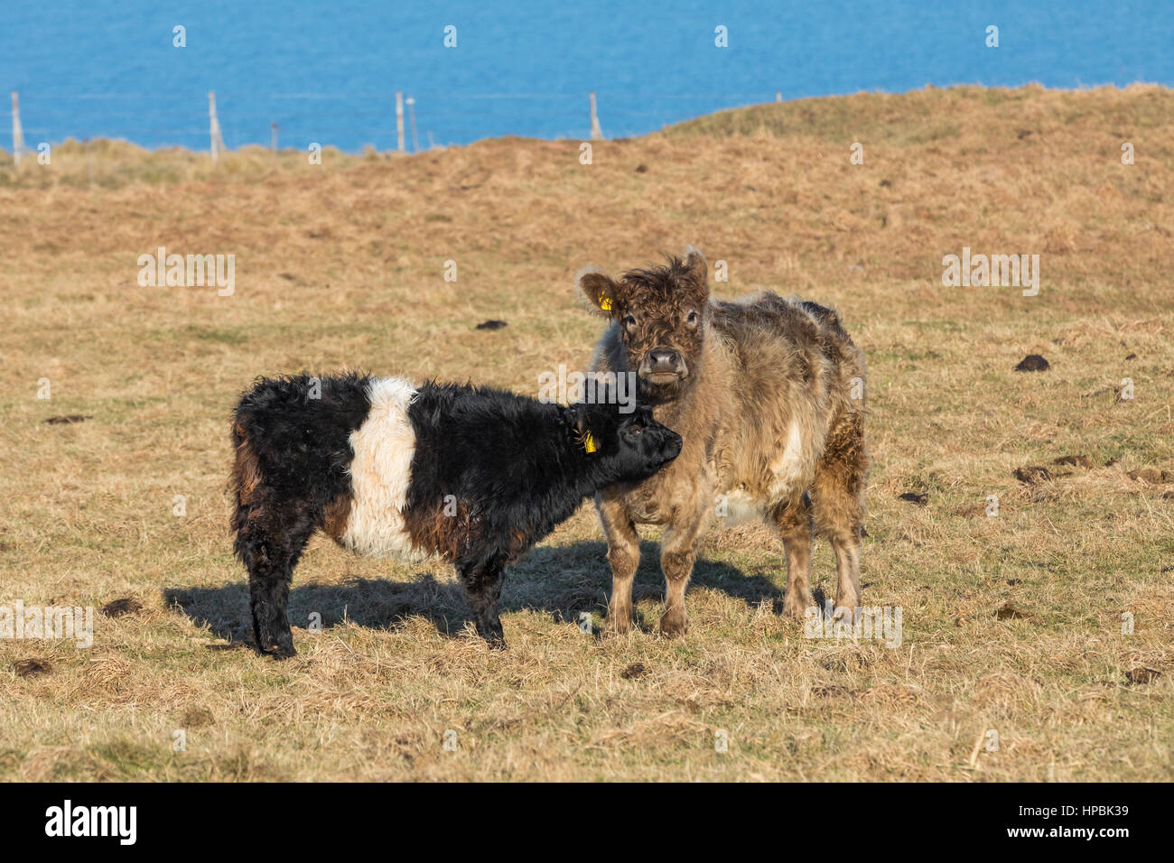 Helgoland, island in the German North Sea, steep coast in the southwest ...