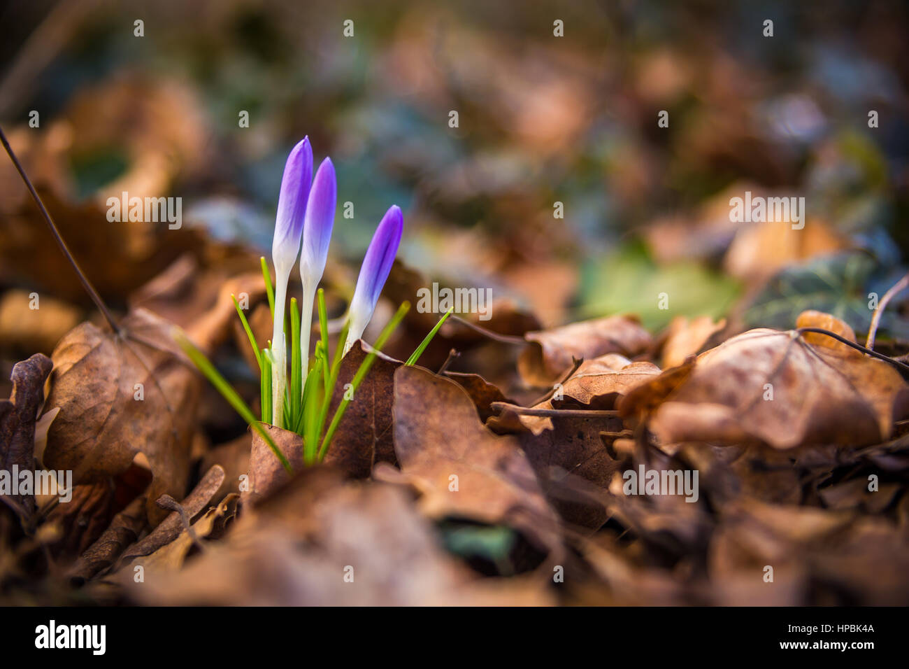 wild crocuses in a spring forest , background Stock Photo - Alamy