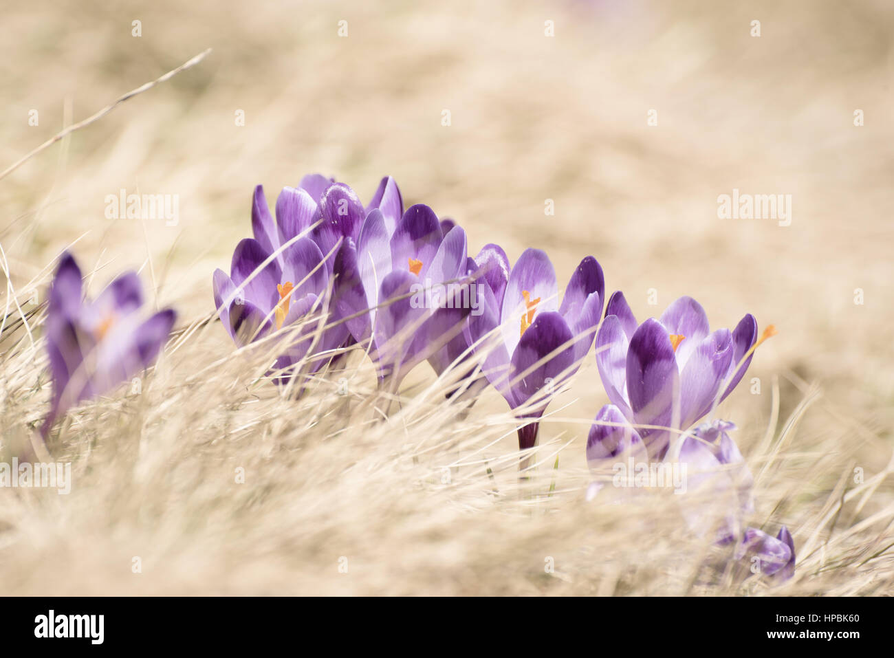 Spring crocus flowers Stock Photo - Alamy