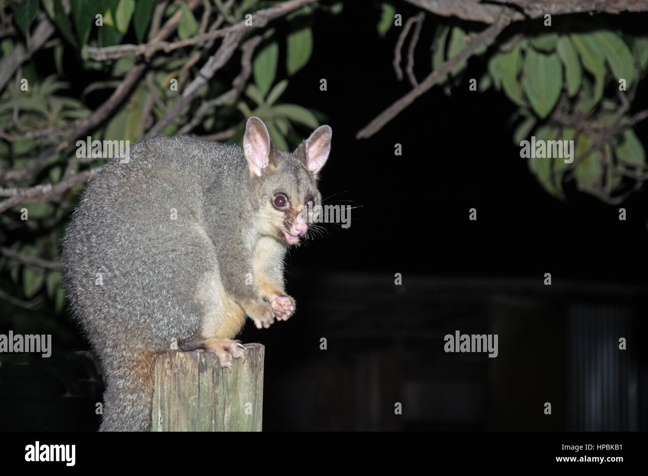 Common brushtail possum hi-res stock photography and images - Alamy