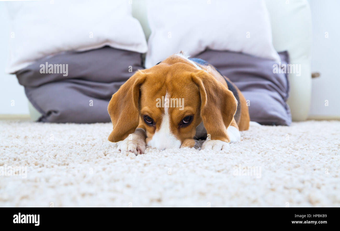 Dogs playing inside hi-res stock photography and images - Alamy