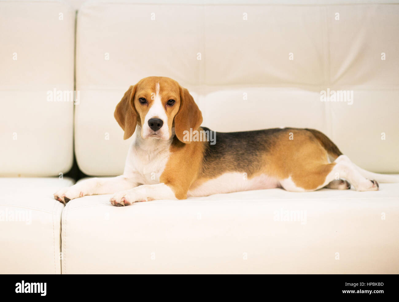 Do All Beagles Have Long Ears