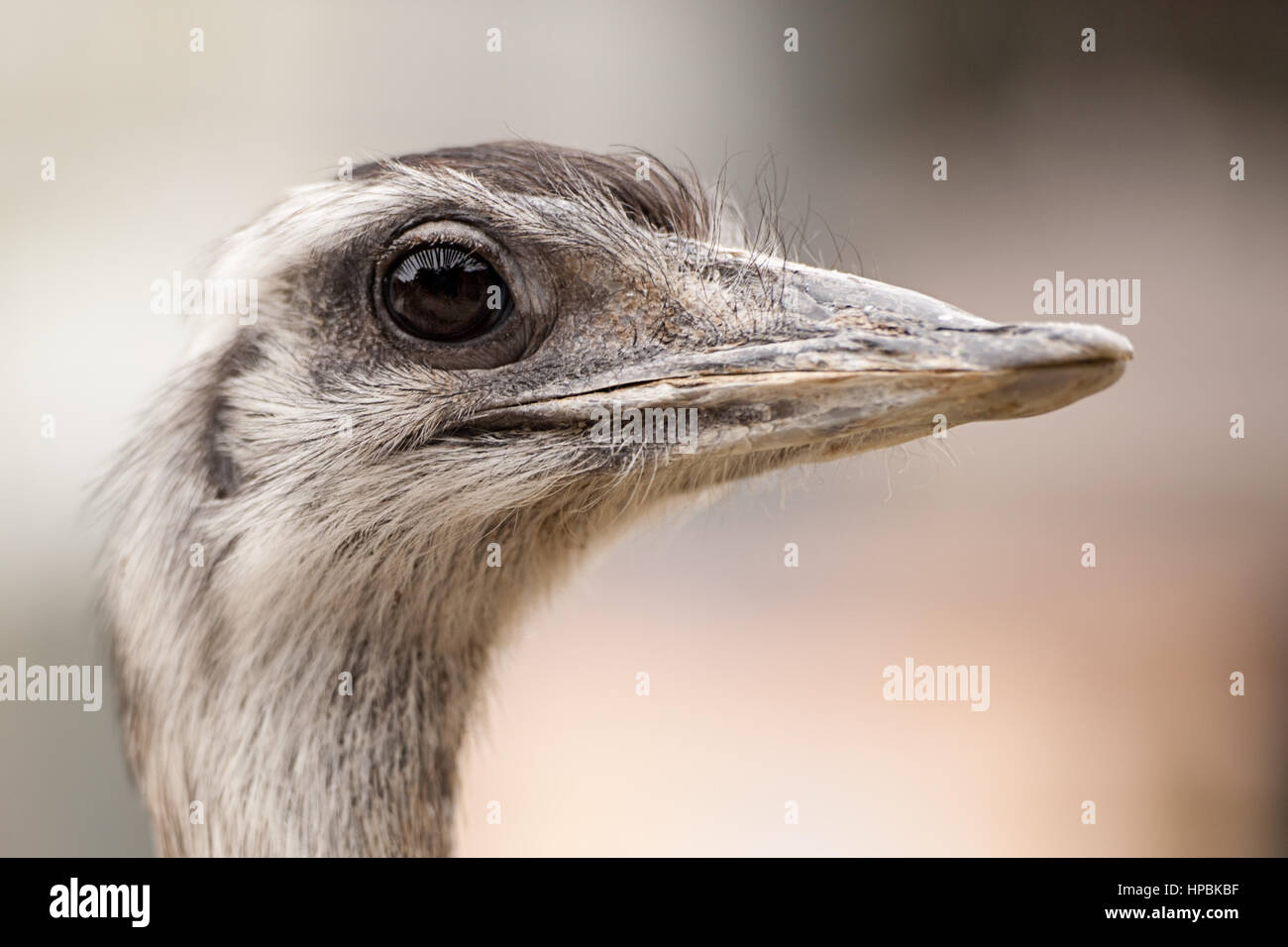 Closeup ostrich head hi-res stock photography and images - Alamy