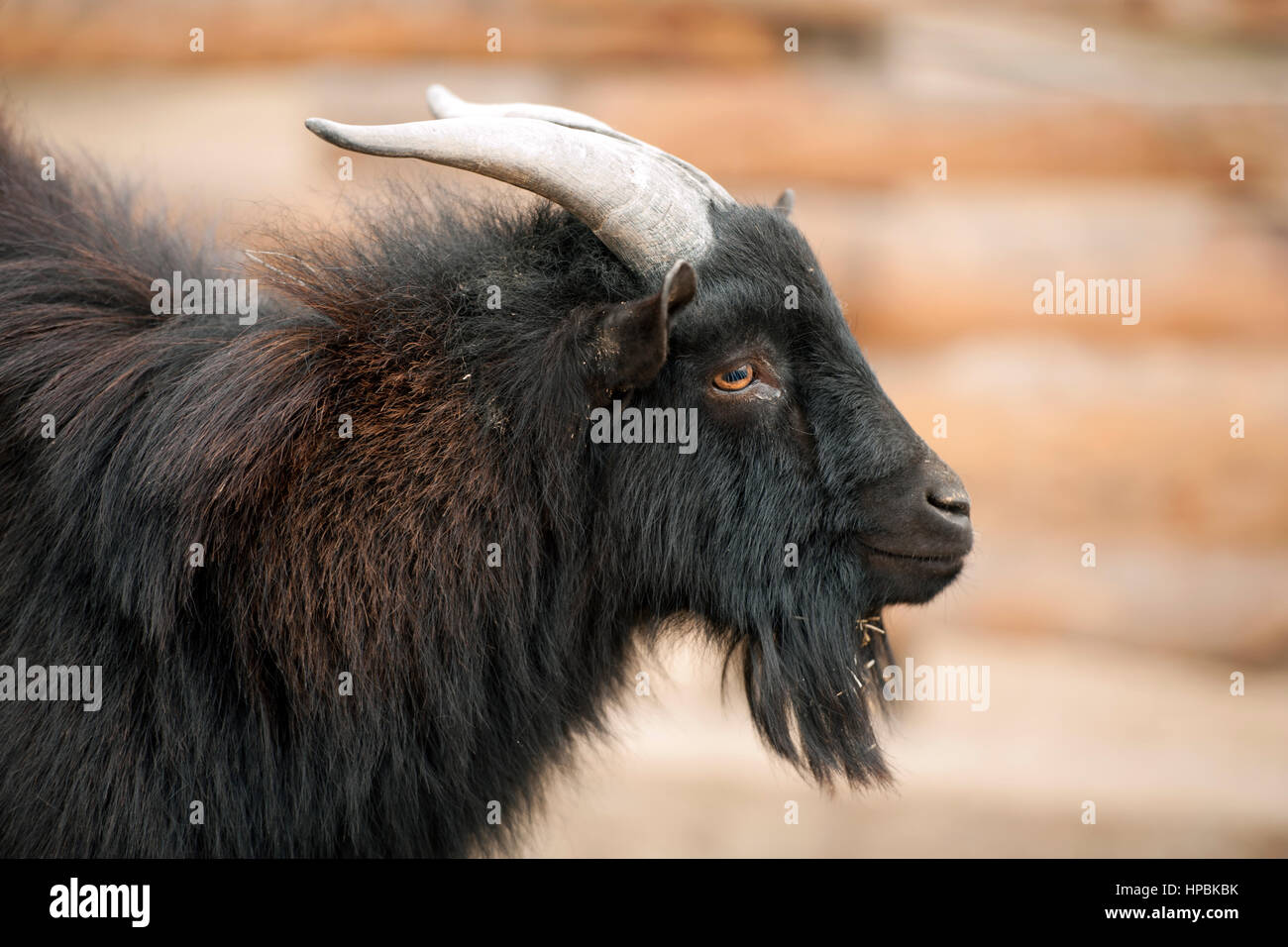 Close up goat outdoors hi-res stock photography and images - Alamy