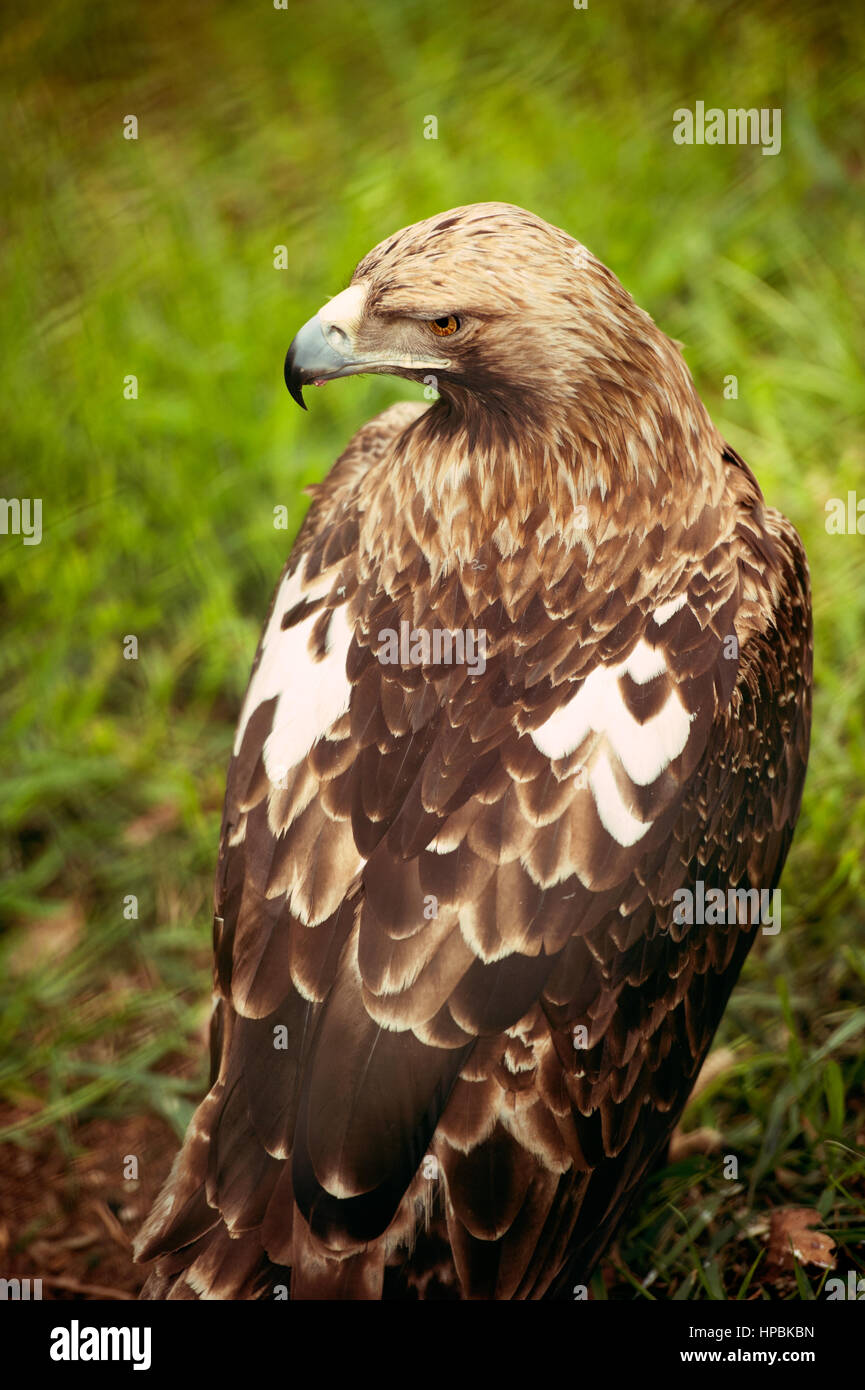 Eastern imperial eagle hi-res stock photography and images - Alamy