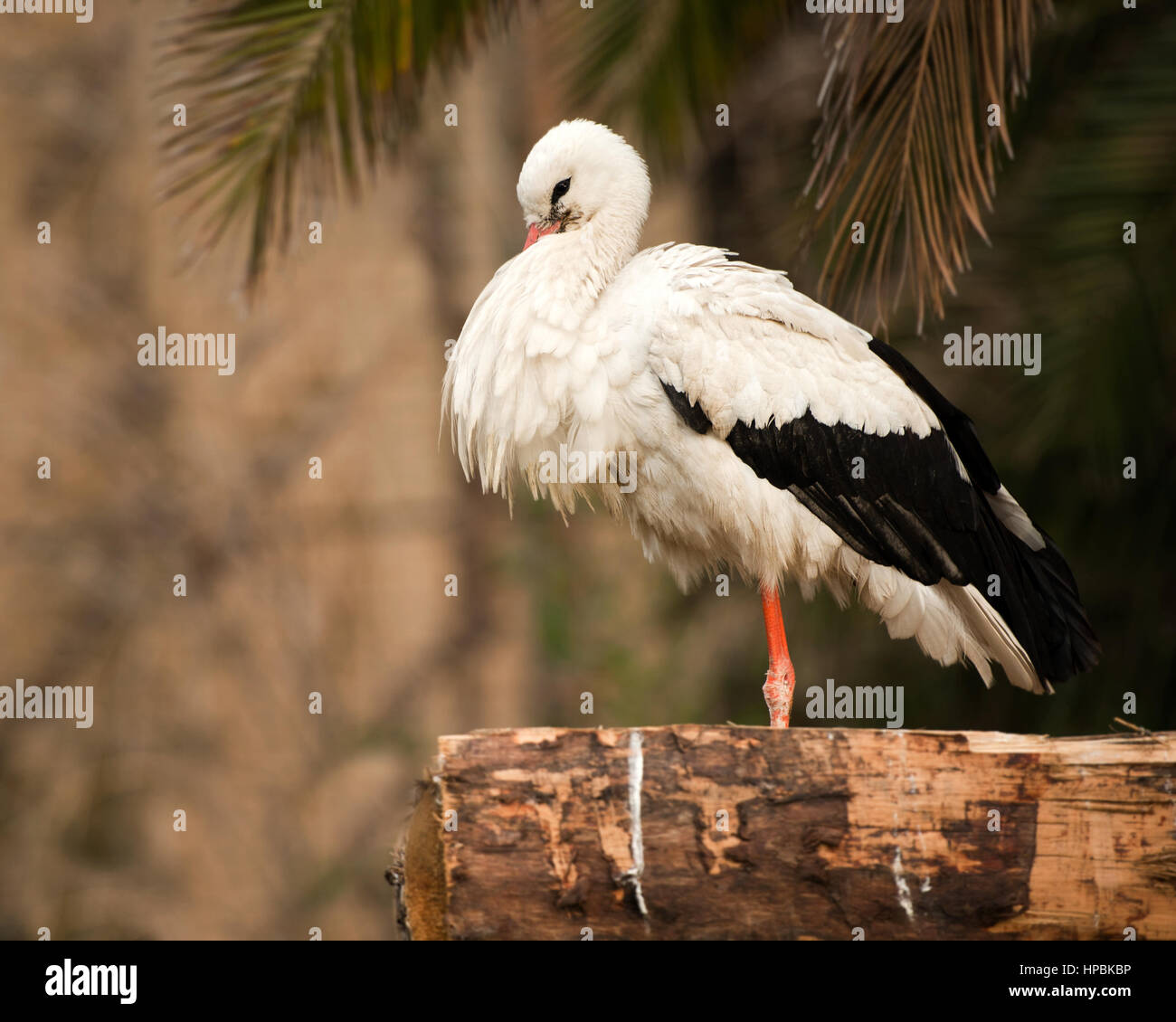 Side View Of White Stork Stock Photo - Alamy
