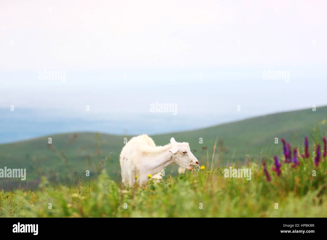 Close up mountain goat hi-res stock photography and images - Alamy