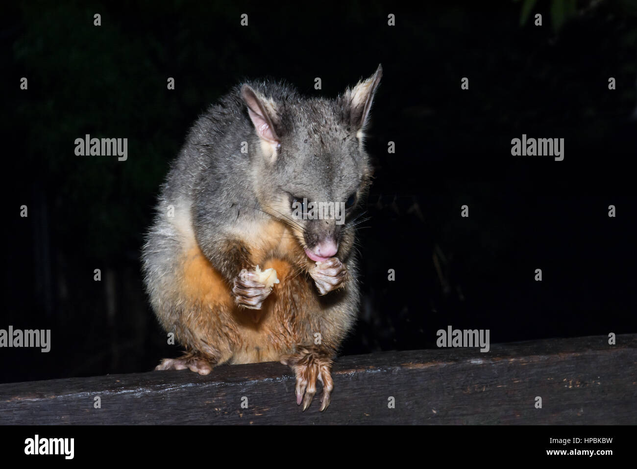 Common brushtail possum hi-res stock photography and images - Alamy