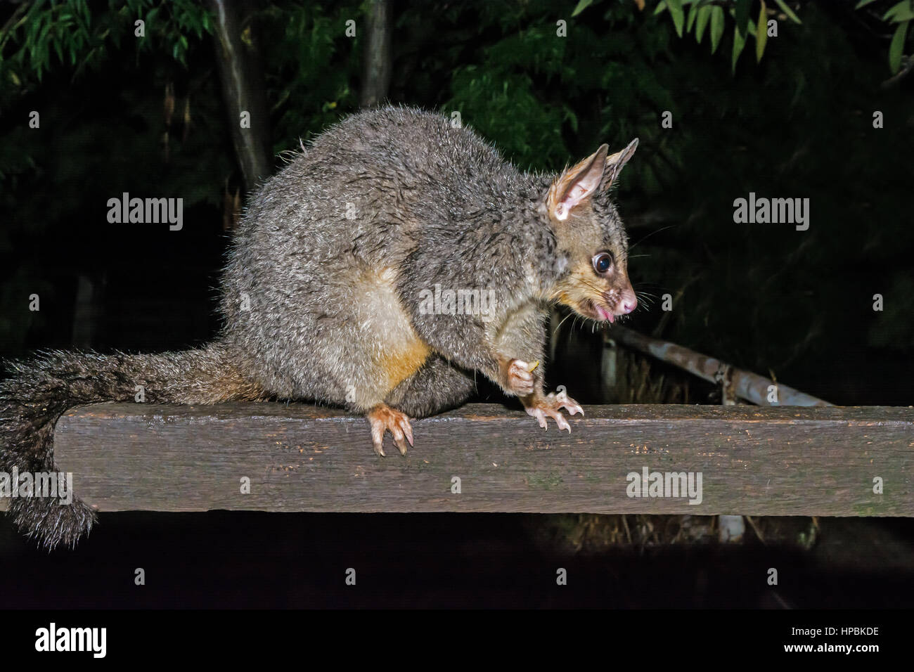 Common Brushtail Possum (Trichosurus vulpecula Stock Photo - Alamy
