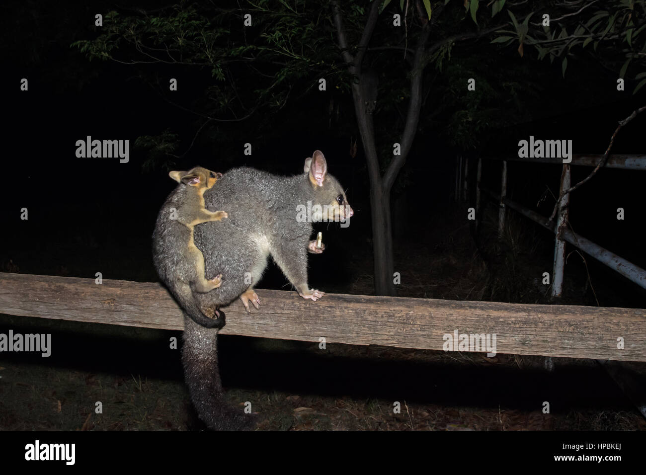 Baby possum hi-res stock photography and images - Alamy