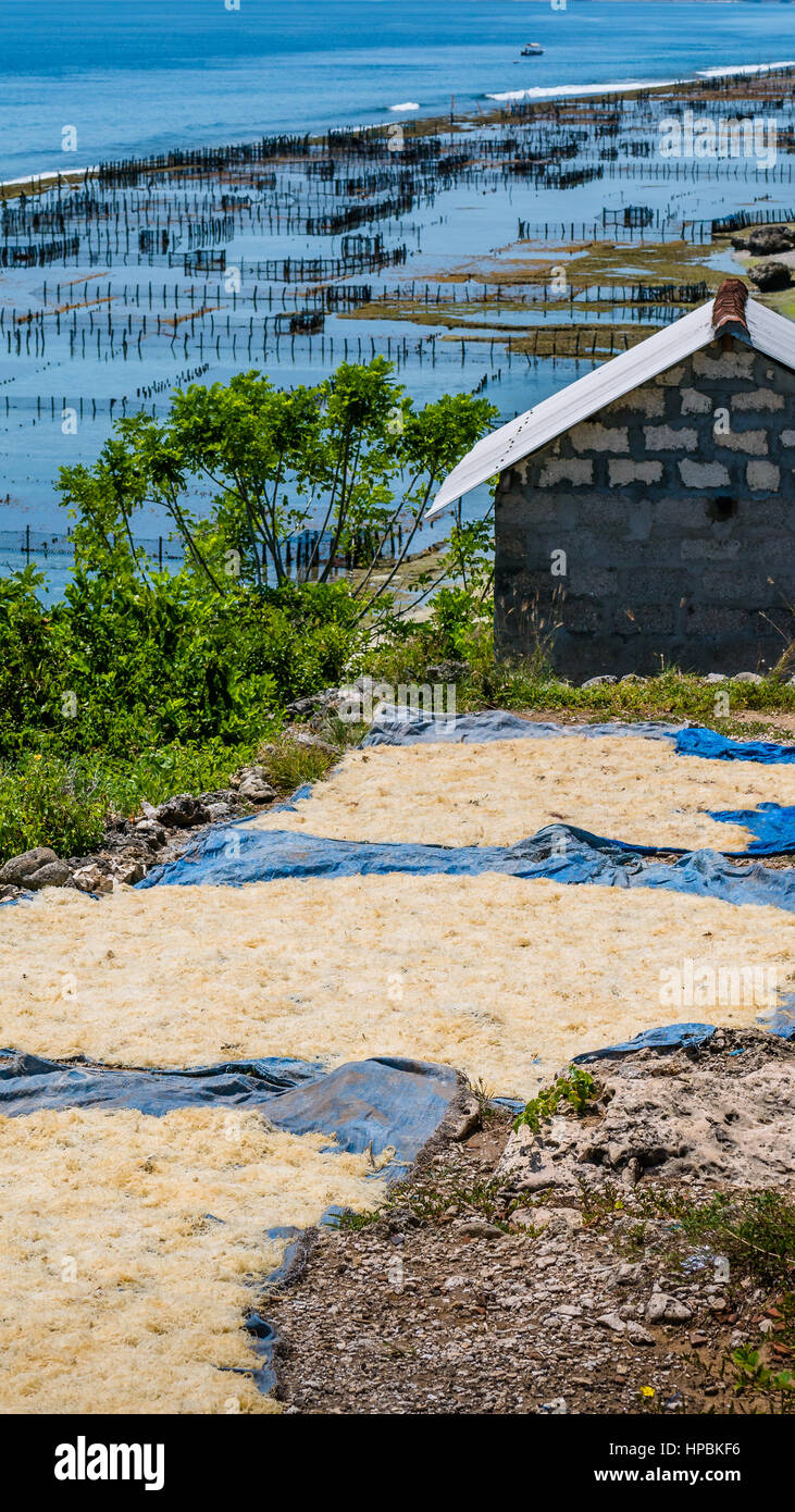 Dry Algal on the Ground near seaweed plantations - Nusa Penida, Bali ...