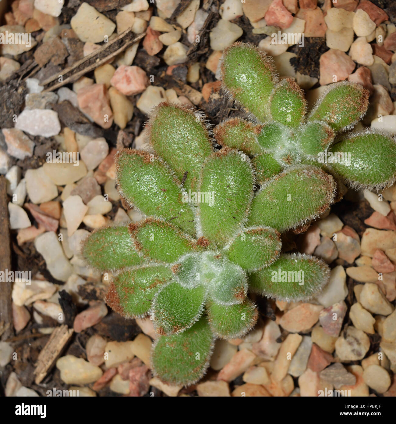 Echeveria setosa hi-res stock photography and images - Alamy