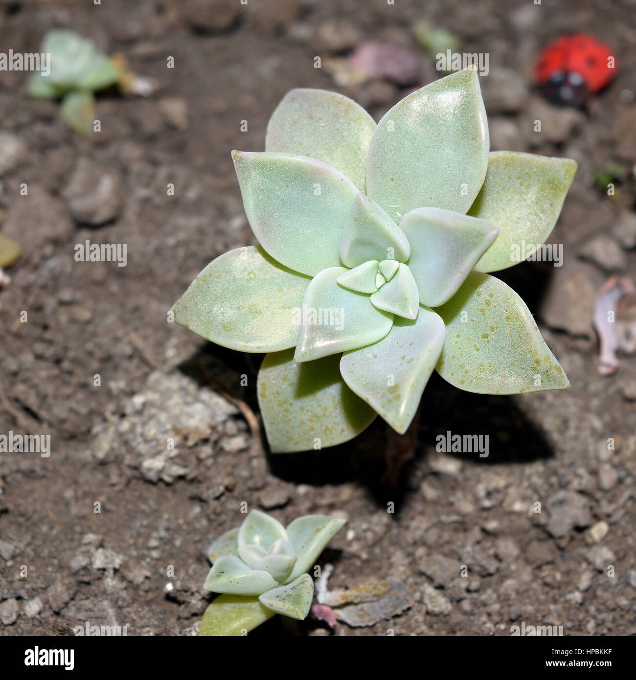 Graptopetalum hi-res stock photography and images - Alamy