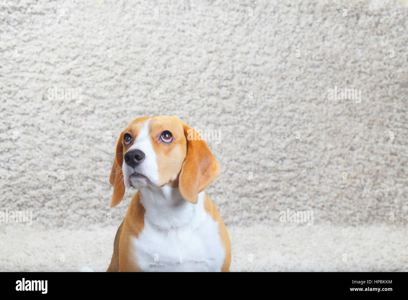 Portrait of cute tree color beagle looking up at home Stock Photo - Alamy