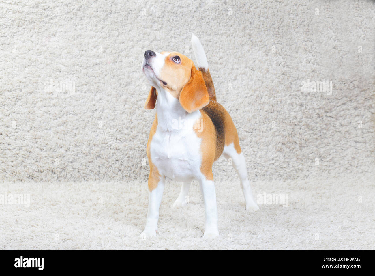 Beagle dog look up on the carpet at home Stock Photo - Alamy