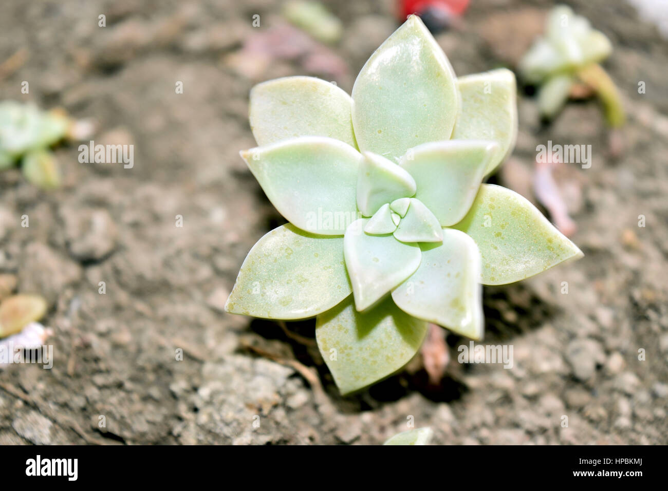Graptopetalum hi-res stock photography and images - Alamy