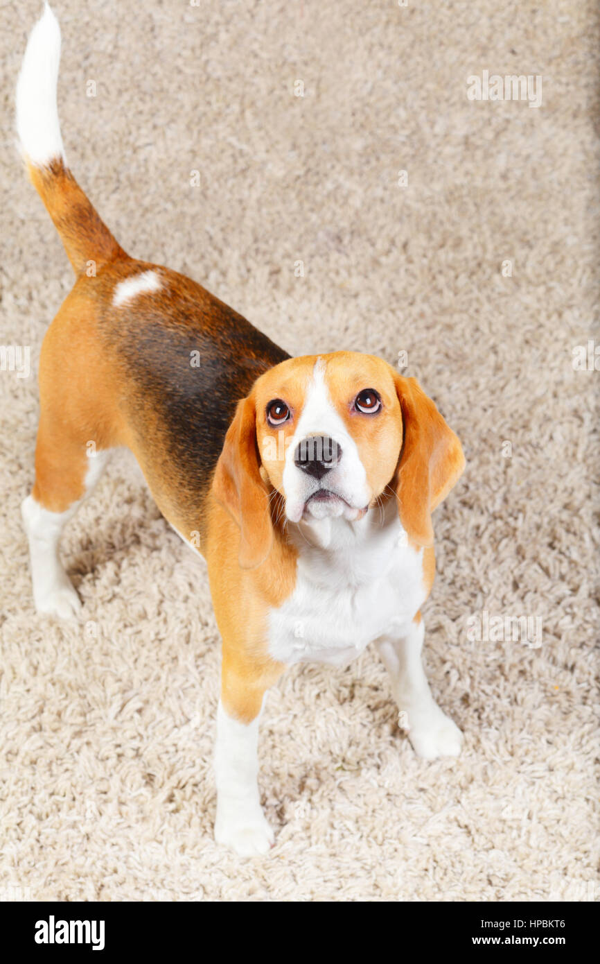one dog beagle stand and looking up Stock Photo - Alamy