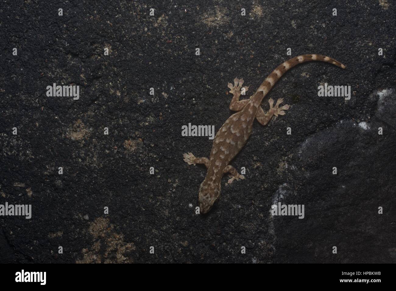 A Slender Gecko (Hemiphyllodactylus cf. titiwangsaensis) in the ...