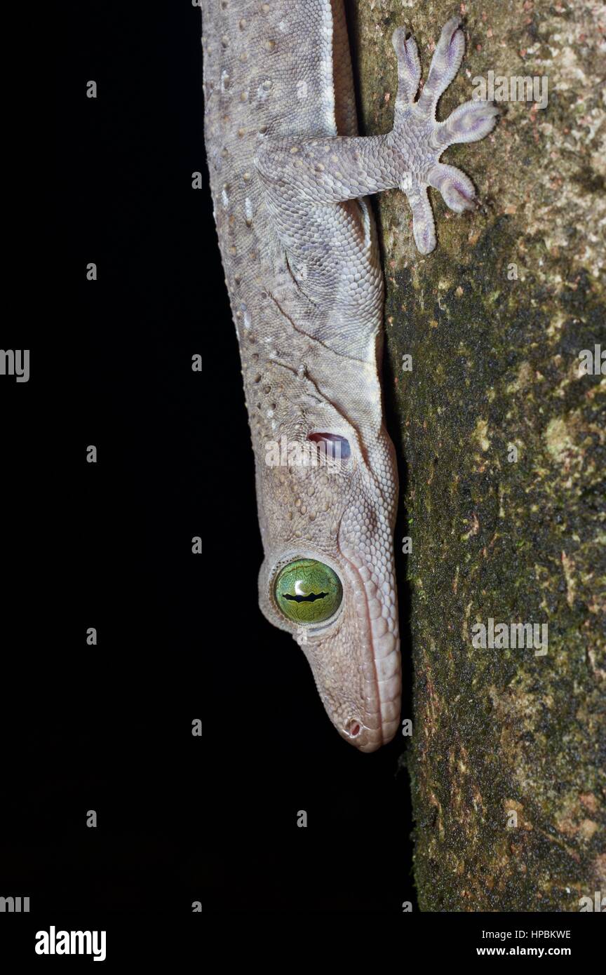 A Smith's Green-eyed Gecko (Gekko smithii) in the Malaysian rainforest ...