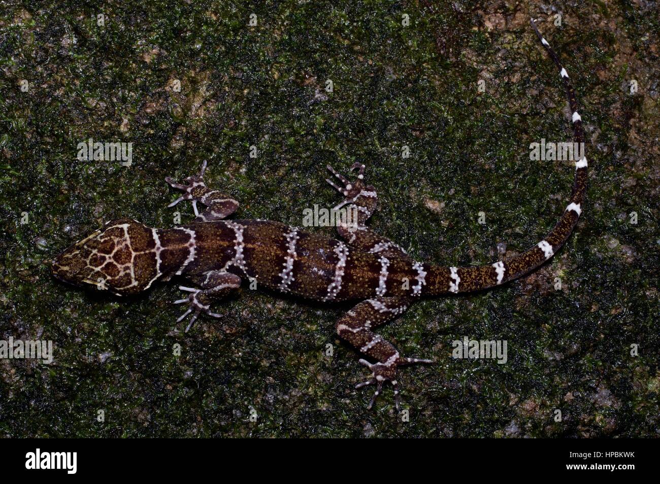 Adult gecko hi-res stock photography and images - Alamy