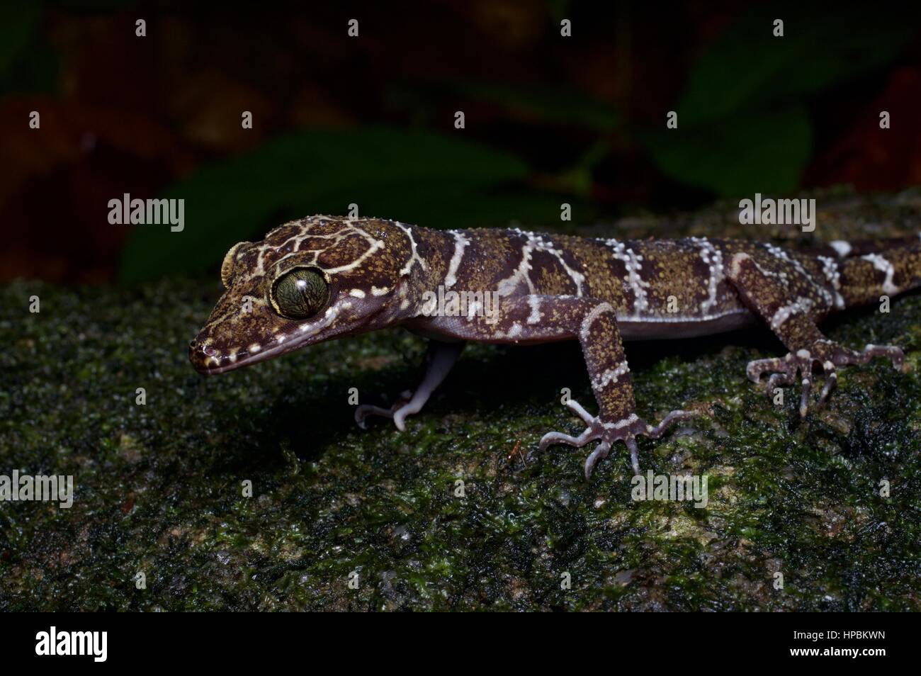 An adult Peter's Bent-toed Gecko (Cyrtodactylus consobrinus) in the ...