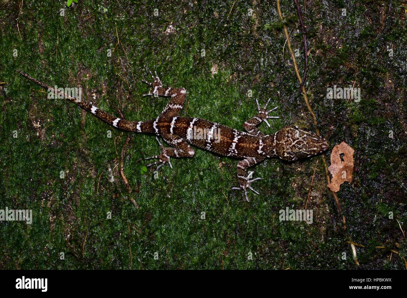 An adult Peter's Bent-toed Gecko (Cyrtodactylus consobrinus) in the ...