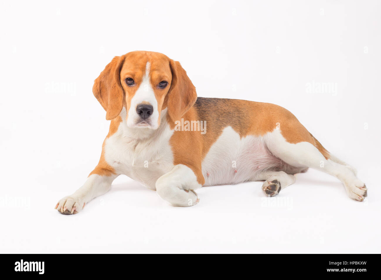 Sad Beagle Dog is laying and watching isolated on white Stock Photo - Alamy
