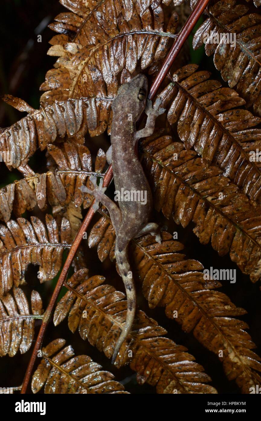 A Slender Gecko (Hemiphyllodactylus cf. titiwangsaensis) in the ...