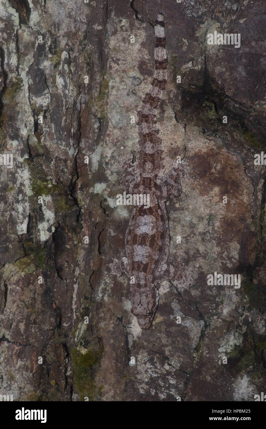 Frilly house gecko hi-res stock photography and images - Alamy