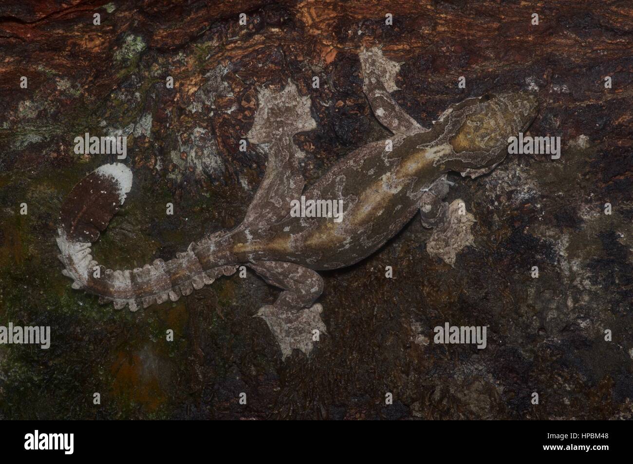 A Kuhl's Flying Gecko (Ptychozoon kuhli) camouflaged on a log in the ...