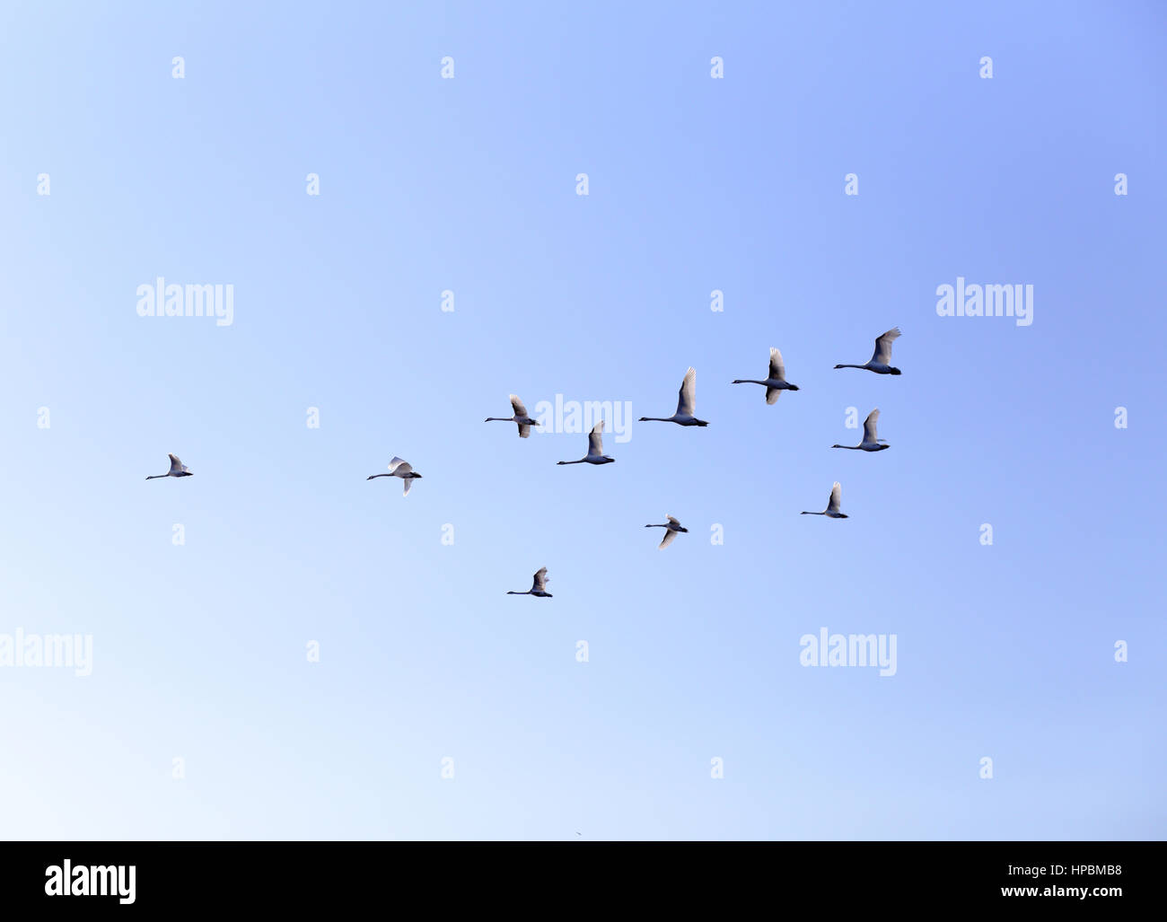 Geese flying in blue spring sky in v-shape Stock Photo - Alamy