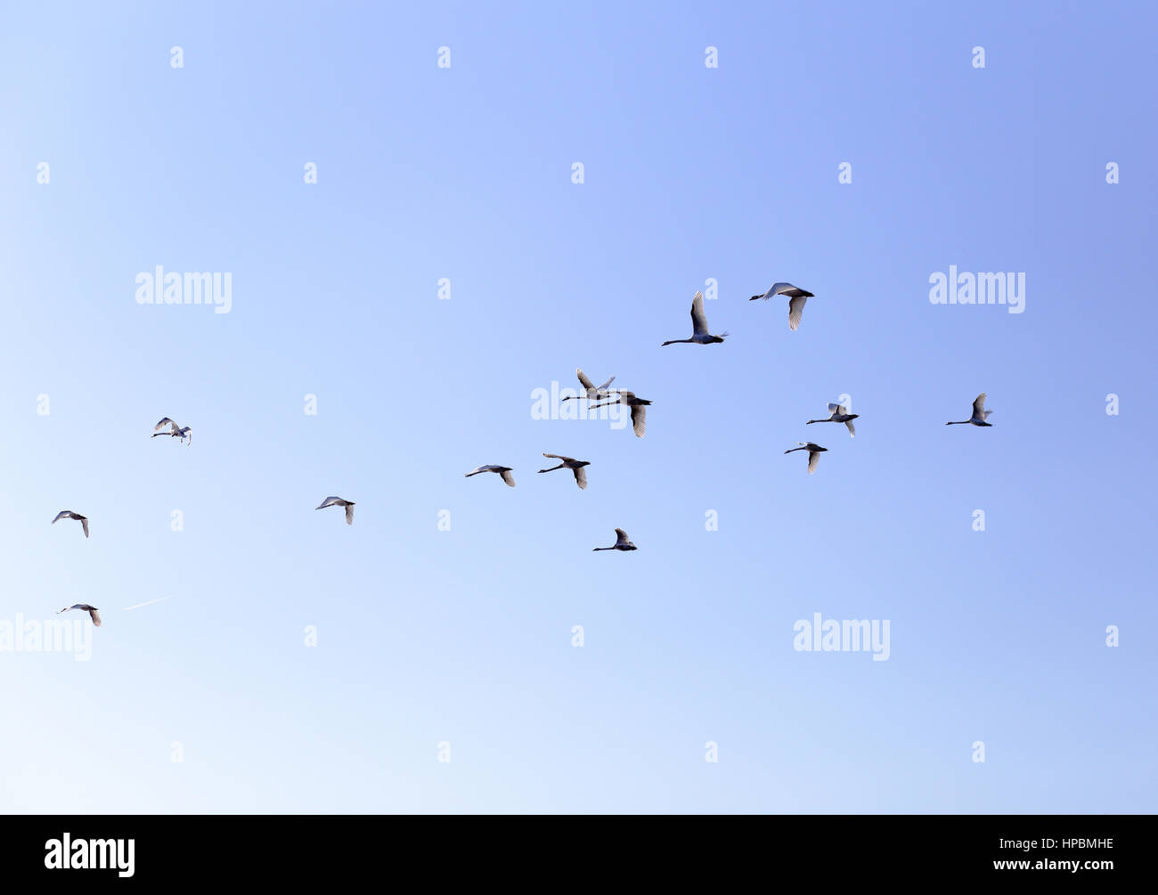 Birds flying v formation hi-res stock photography and images - Alamy