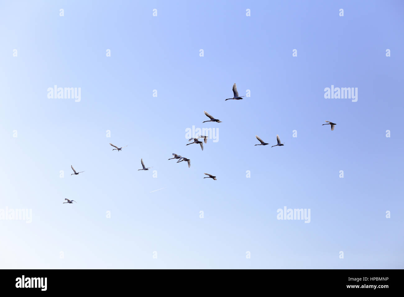 Geese group flying in blue spring sky with leader Stock Photo - Alamy